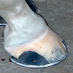 Vettec Product Instructions