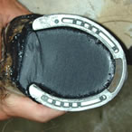 Vettec Product Instructions
