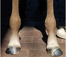 Dalric Plastic Extension Foal Shoes | DEXT